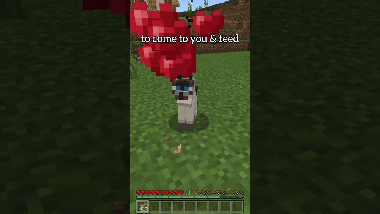 Plethora Of Cats #minecraft #minecraftguide #minecraftpe #mcpe #minecraftshorts #minecrafttutorial