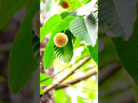 Can anyone guess the fruit name? #fruit #shorts
