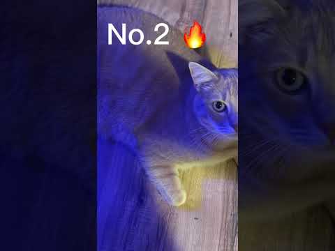 Top 5 best cat photos! (Job Application Meme) #shorts #memes #meme #jobapplication #job #cat