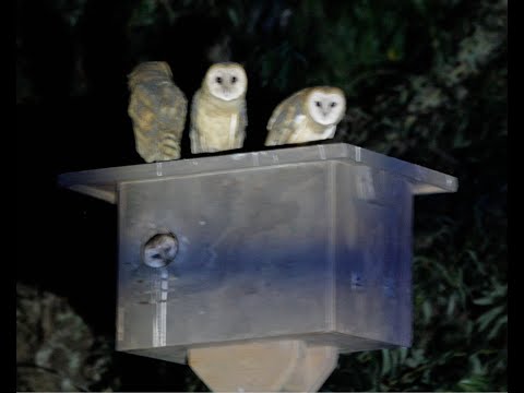 Barn Owl Nesting Box
