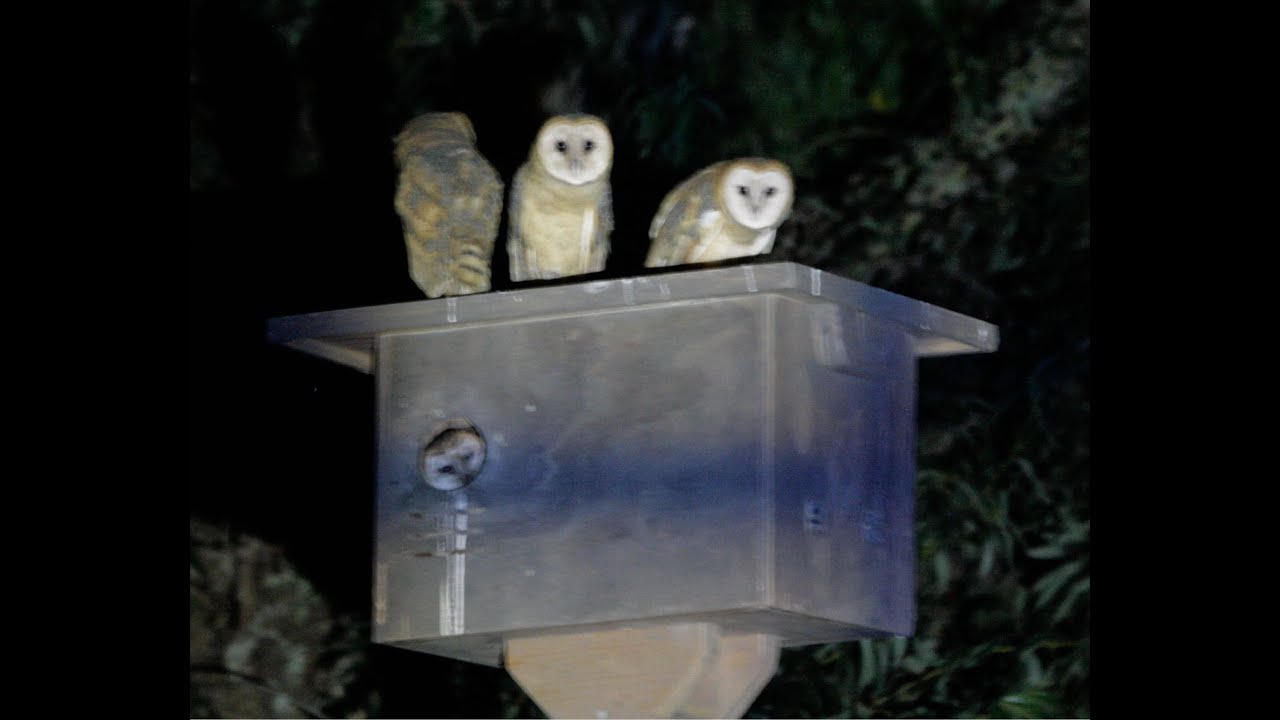 Barn Owl Nesting Box