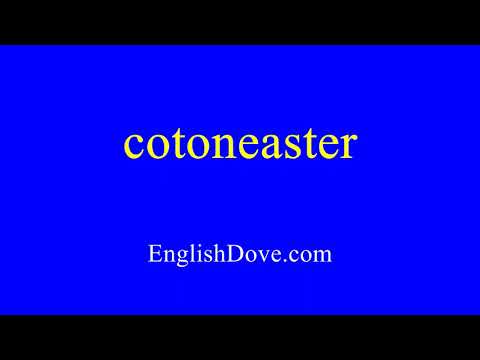 How to pronounce cotoneaster in American English