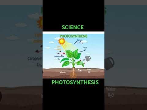 THE _SCIENCE_OF_PLANTING_TREES_PHOTOSYNTHESIS_PROCESS_SUNLIGHT #scienceactivities