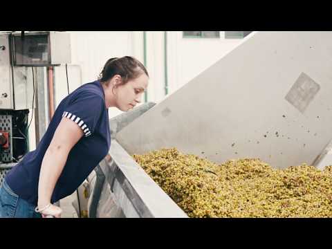 Meet the team: Assistant Winemaker - Kate Franlin