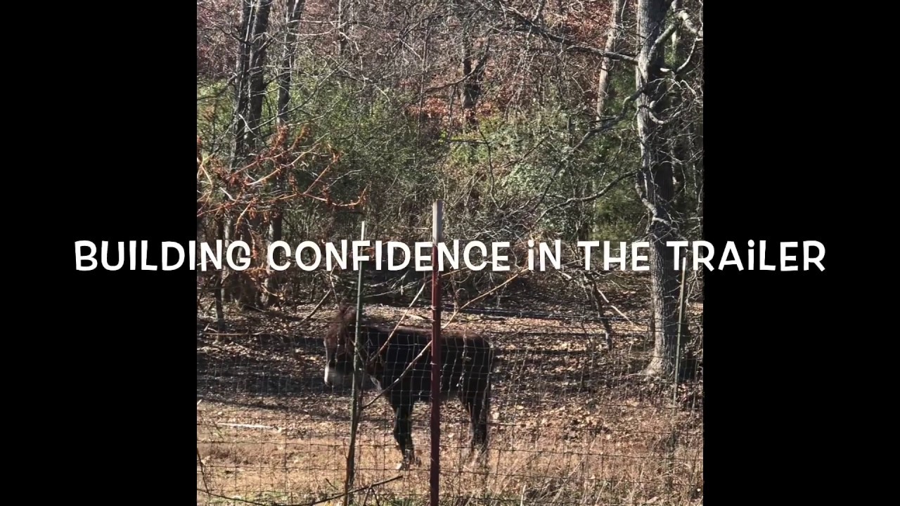 Trailer Loading {Training a Donkey}