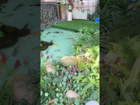 Outdoor Koi Pond With Bakki Shower Filter #bakki shower filter #trikle tower filter #koi pond fiter