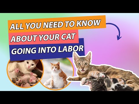 All You Need to Know About Your Cat Going into Labor