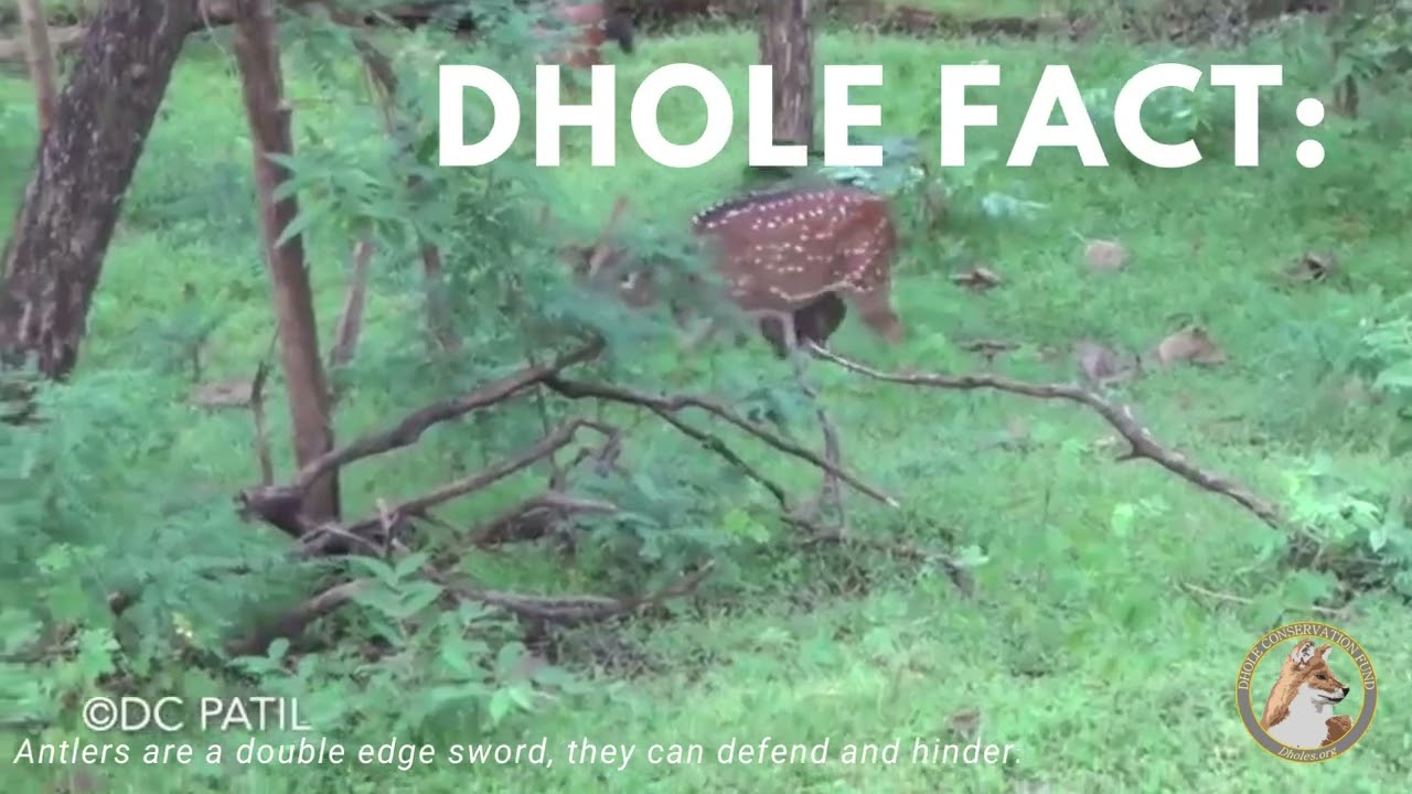 Dhole Fact Antlers