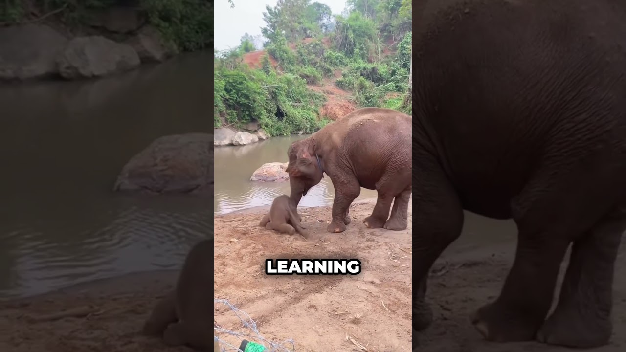 Elephant Babies Are So Cute 🥺