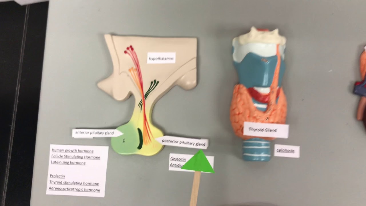 CCC Online Biology Lab - Endocrine System Models