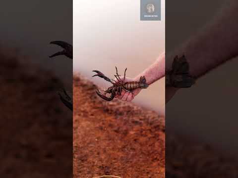 Crawdads, Crayfish, Crawfish: Same, But Different Names! #shorts