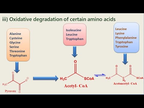Formation of Acetyl CoA