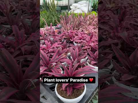 Chennai’s Best Indoor Plant Shop | www.dreamgreen.in | Nursery Garden
