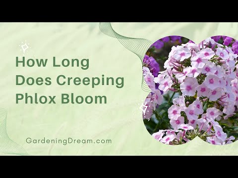 How Long Does Creeping Phlox Bloom