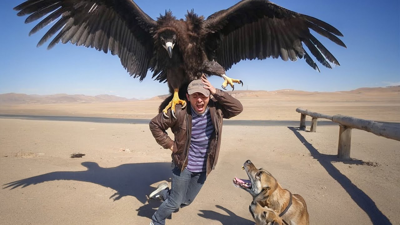The 10 Biggest Flying Predators