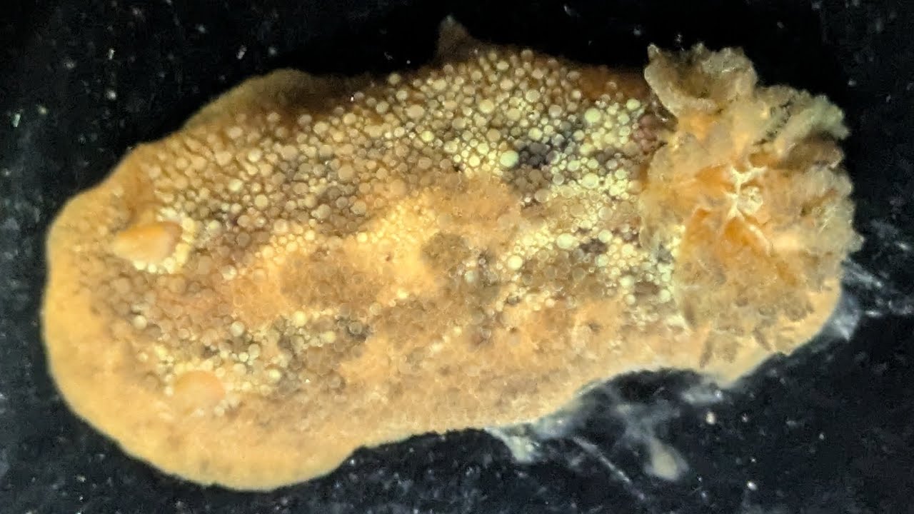 Doris pseudoargus - sea lemons