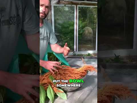 Amaranth Harvesting: Gentle Seed Separation & Natural Pest Control #amaranth #survival #farming