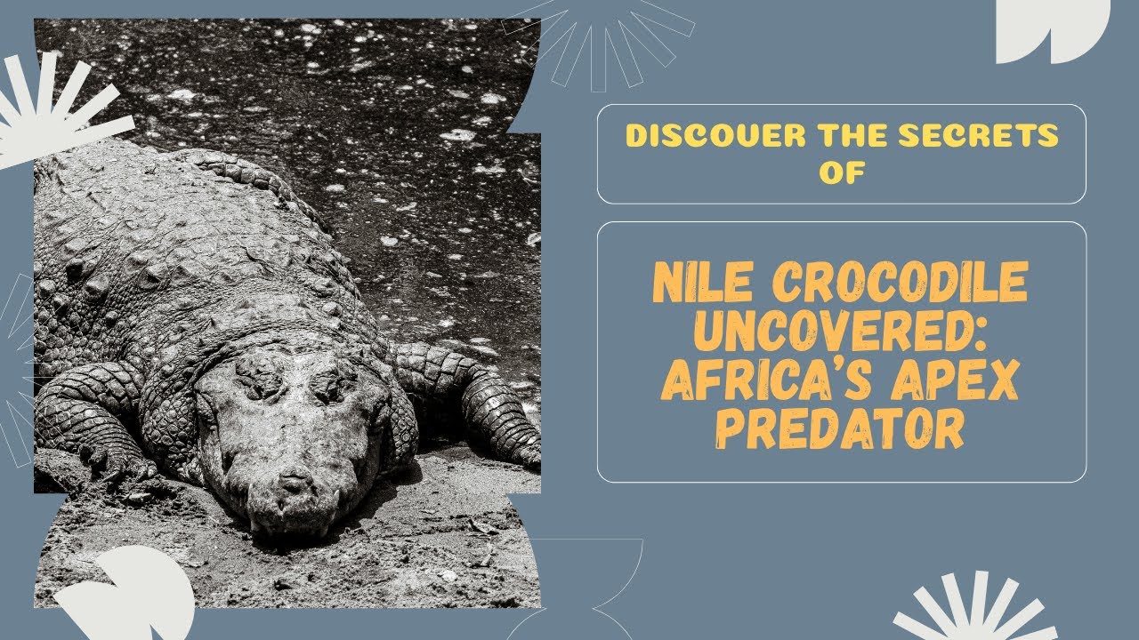 Nile Crocodile Uncovered Africa’s Apex Predator