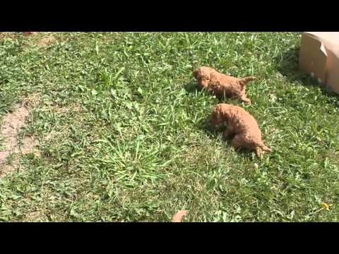 Miniature red Australian Labradoodle puppies @ 5 weeks
