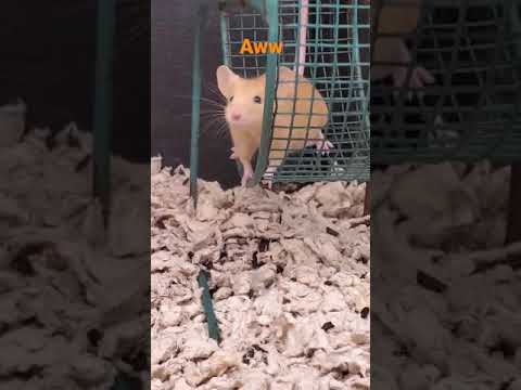 Mouse Running On A Exercise Wheel