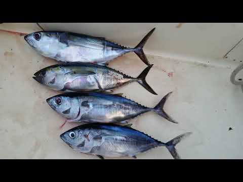 Traversée Canaries – Cap Vert + « Les aventures de Calicoba » Saison 1 ...