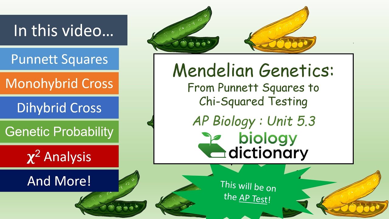Mendelian Genetics: From Punnett Squares to Chi-Square Testing | AP Biology 5.3