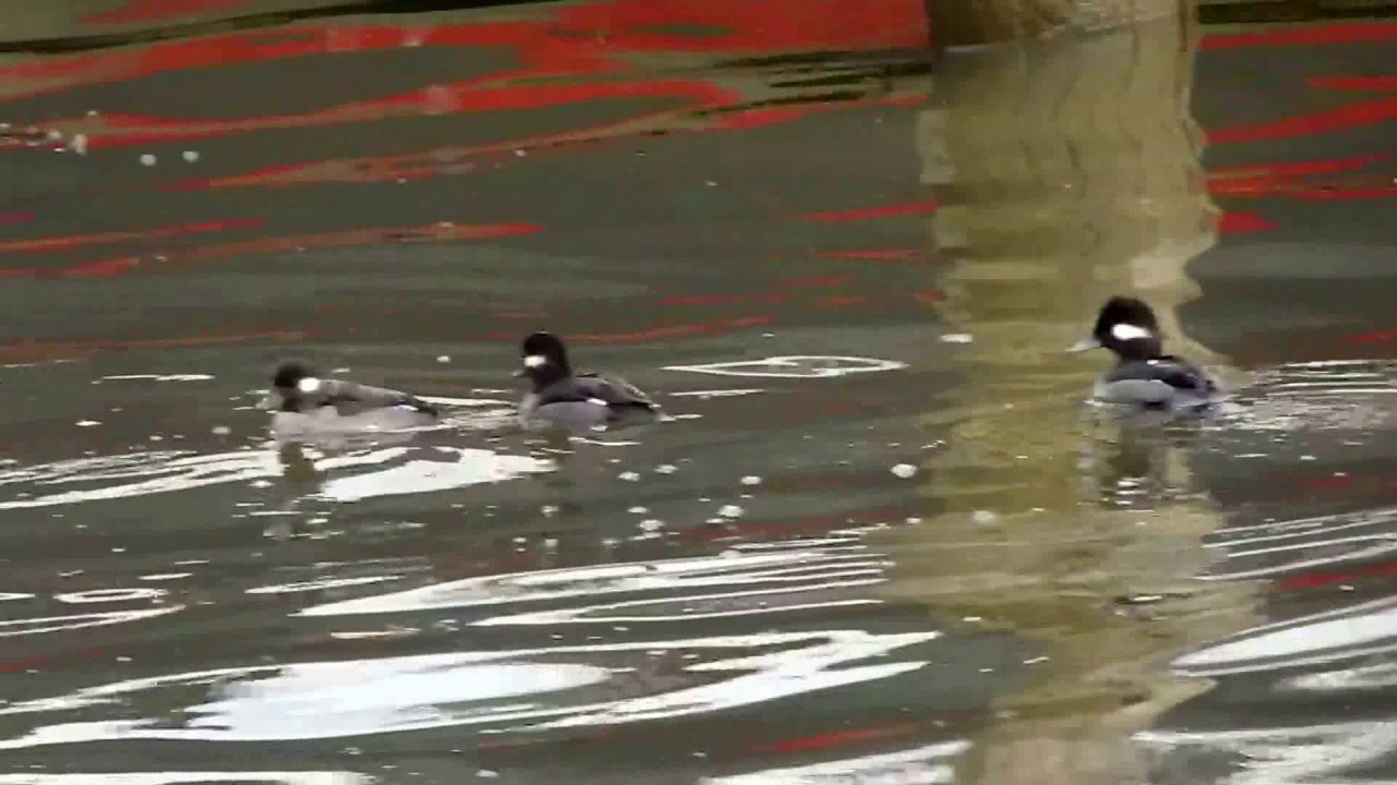 Capital Naturalist: Bufflehead Hens Diving
