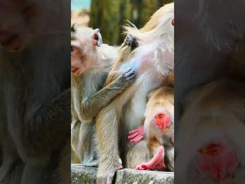 #monkey #monkeys #lovemoney
