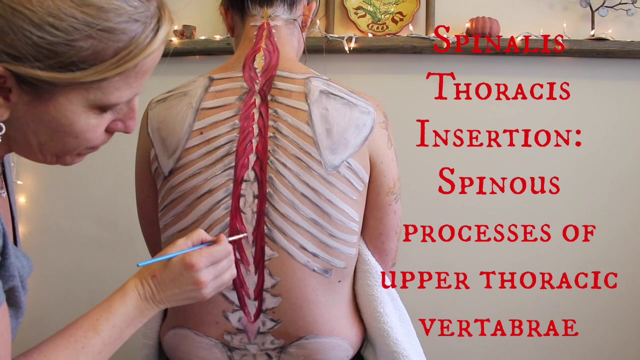 Anatomy Tutorial: The ERECTOR SPINAE GROUP!!