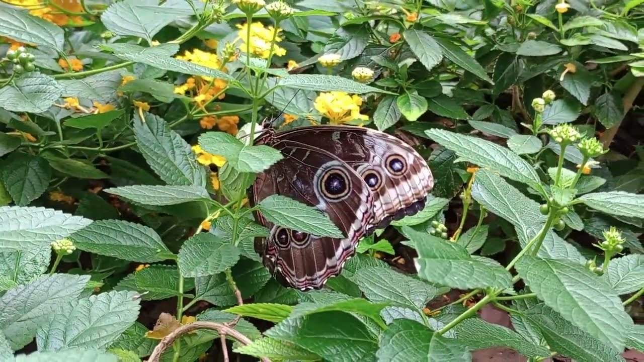 Detroit Zoo Butterfly House
