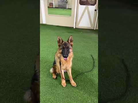 Mittelwest Female German Shepherd "Fame"