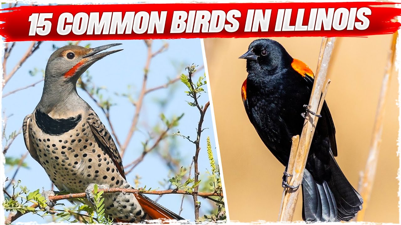 15 Common Birds in Illinois