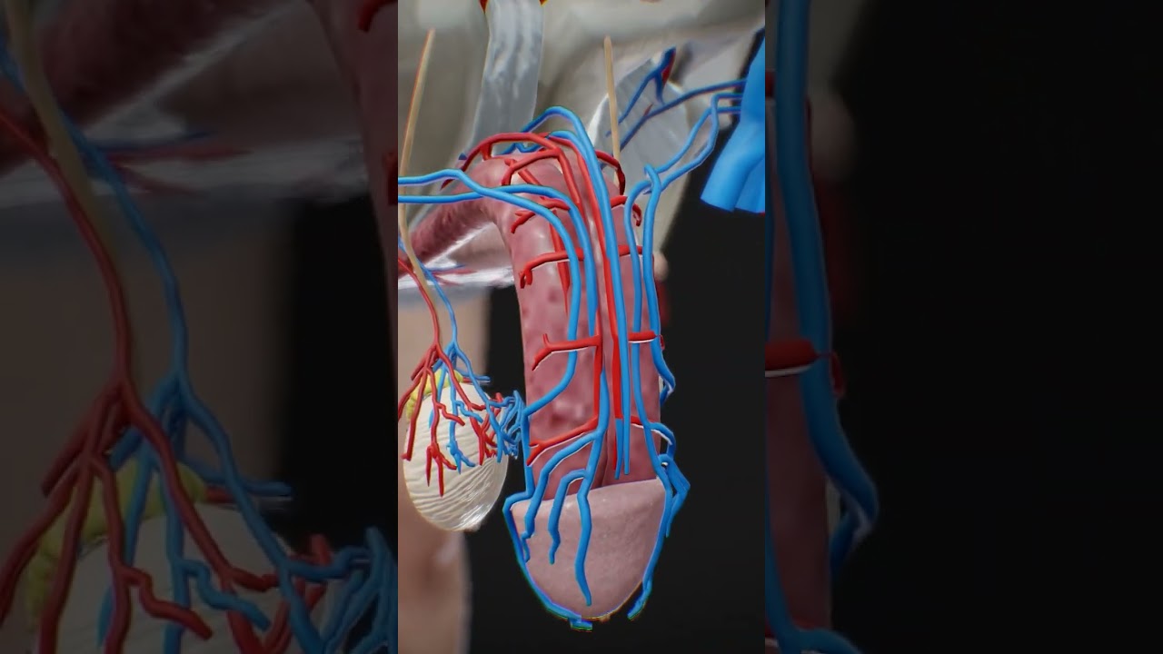 External and Internal Structures of the Penis