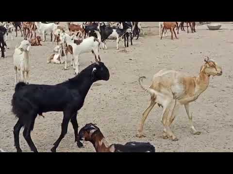 Mating season Goat mating