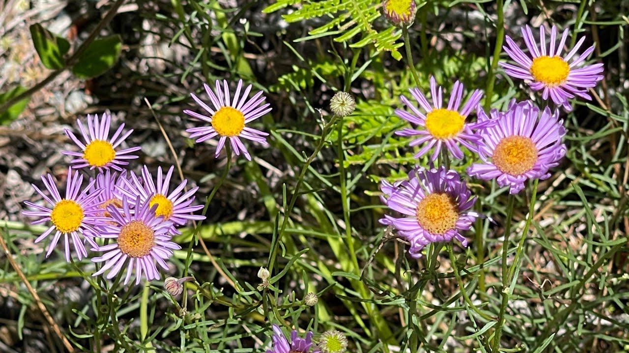 Aster Alpinus - Dwarf Alpine Aster