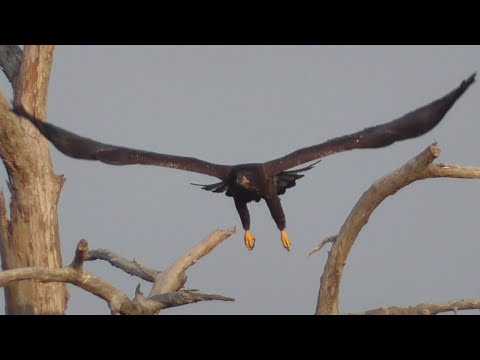 SWFL Eagles_ E23 Hunts!!~Finds "Forgotten" Pelt ~Flies w/New Food To Church Tree Then Nest 03.28.24