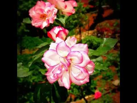 Top 10 tallest waterfalls In india. | dreamy destinations by pinal mehta