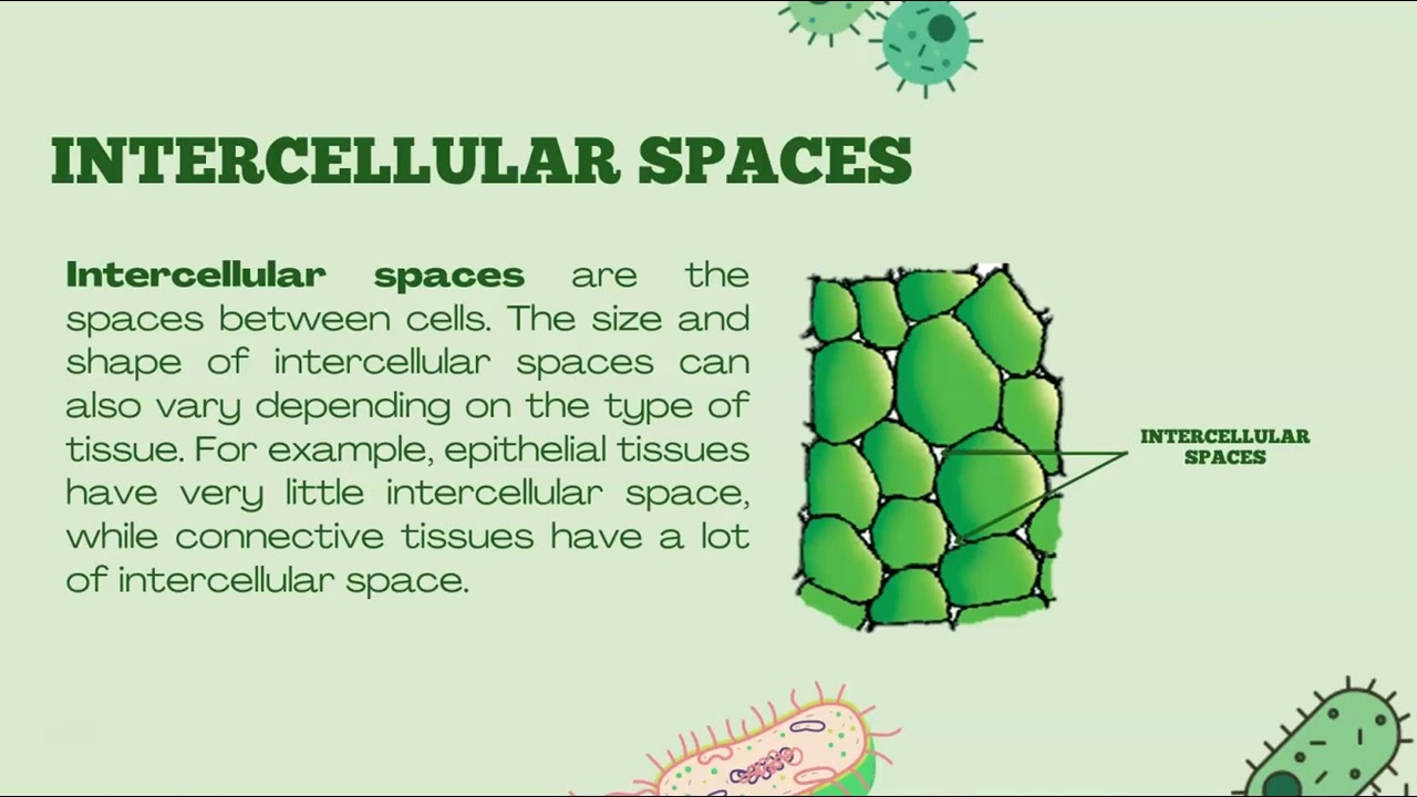 Understanding the Dimensional Characteristics of Cells and ...