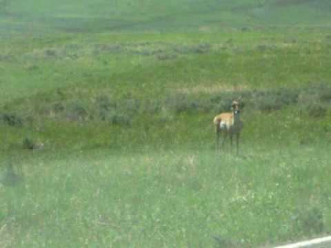 North America's Fastest Land Animal in Action