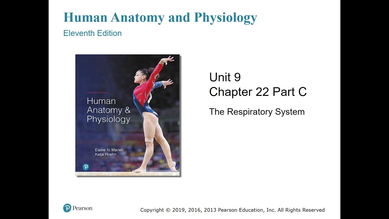 Anatomy and Physiology Chapter 22 Part C