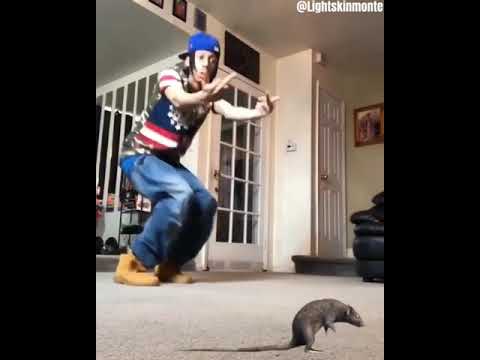 Oh shit a rat
