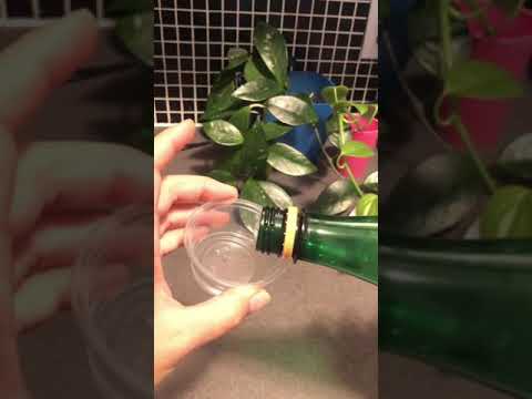 Would you water your plants with carbonated water to help them grow????? #howtowithjessie