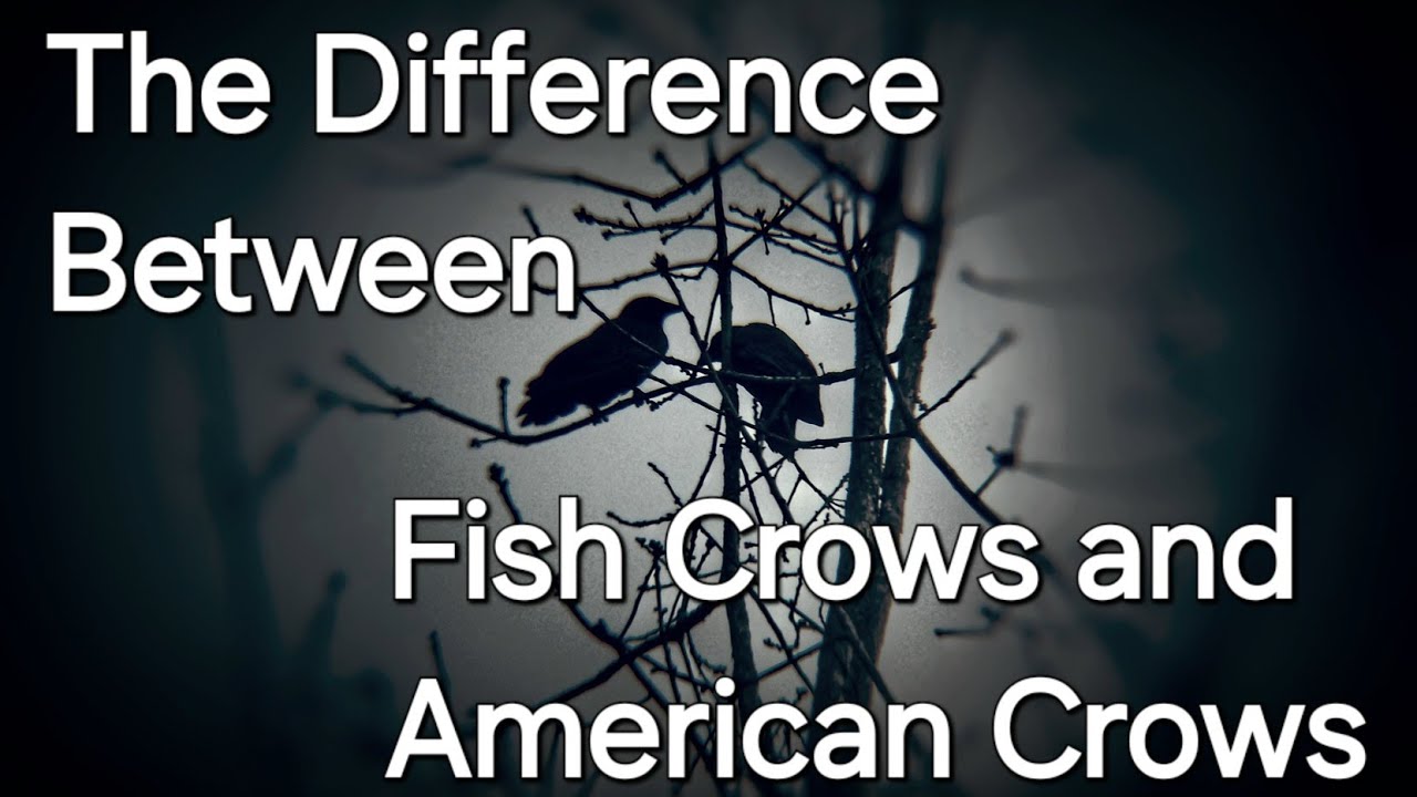 Difference Between Fish Crow and American Crow - Crow Calls - Crow Behavior - Learn Stuff With Onen