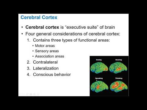 PEPROF 201 - Central Nervous System - 11/2/20