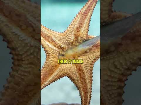 STARFISH: Discover the Shocking Truth About their Digestion 😮