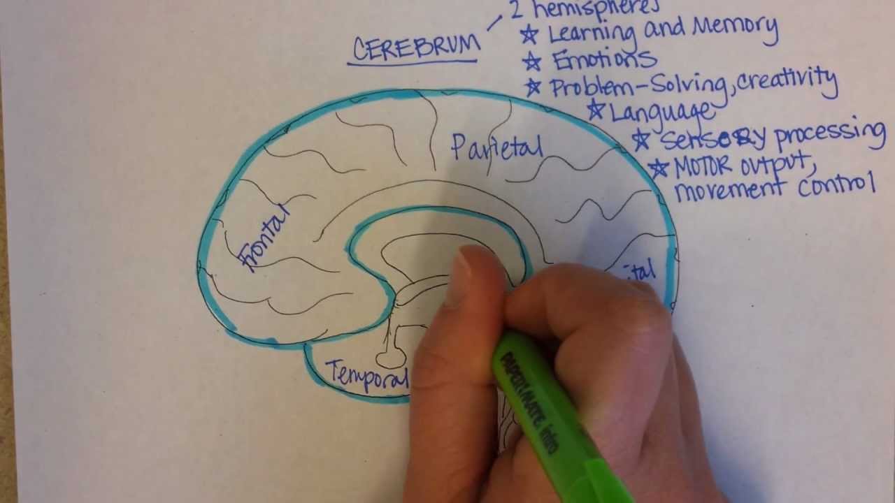 Brain Regions Overview