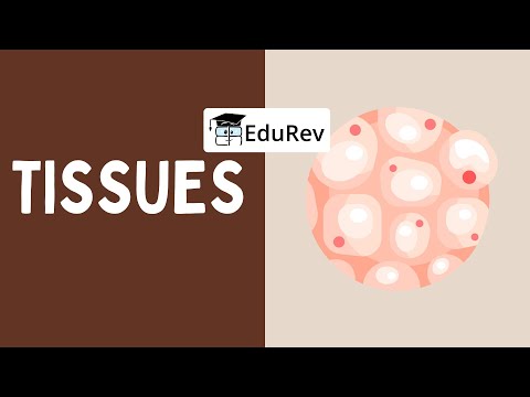 Quick Revision: Tissues Video Lecture - Science Class 9