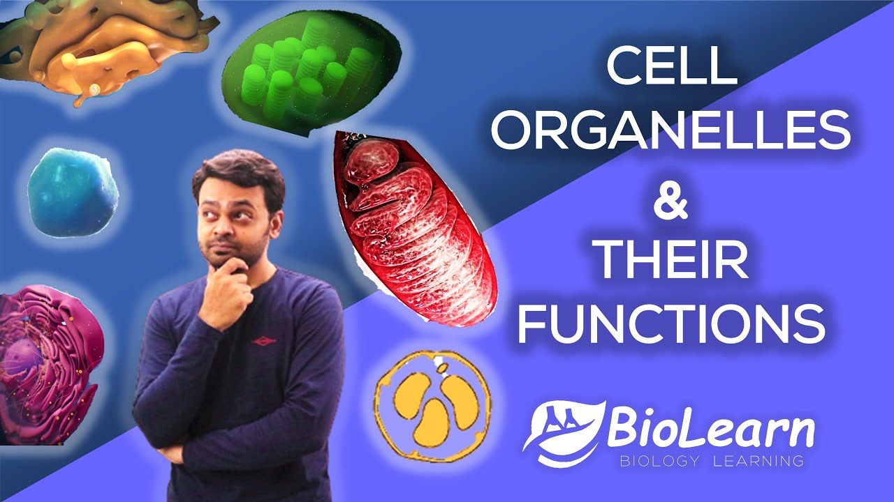 Understanding Cell Organelles and Their Functions | Galaxy.ai