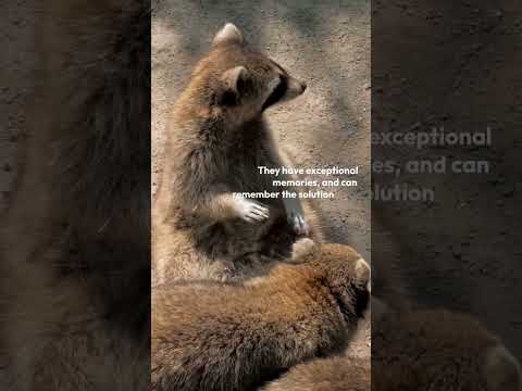 10 Fun Facts About Raccoons
