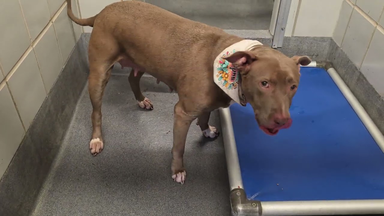 Acs A807497